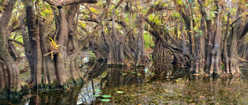 Solferino And El Corchal Cork Forest Tour For An Eco Adventure!